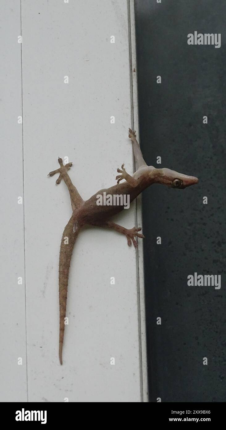 Asian House Gecko (Hemidactylus frenatus) Reptilia Stock Photo - Alamy