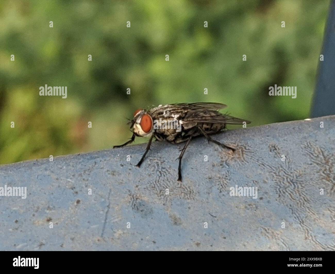 Common Flesh Flies (Sarcophaga) Insecta Stock Photo - Alamy