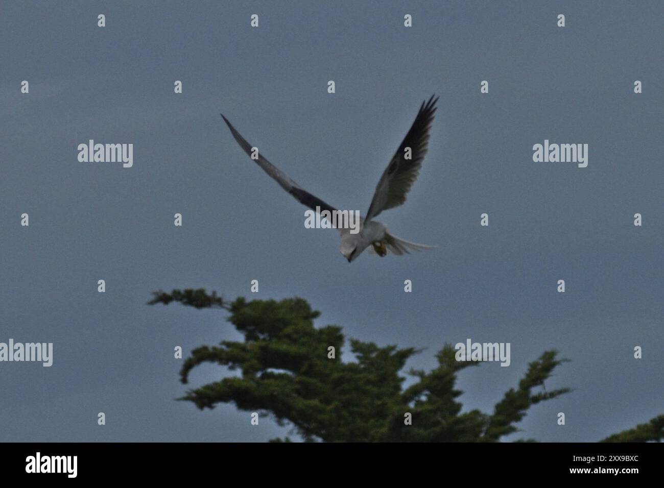 White-tailed Kite (Elanus leucurus) Aves Stock Photo - Alamy