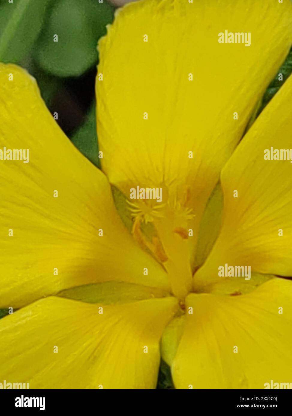 Yellow alder (Turnera ulmifolia) Plantae Stock Photo - Alamy