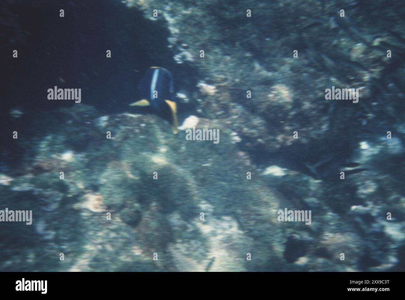 King Angelfish (Holacanthus passer) Actinopterygii Stock Photo - Alamy