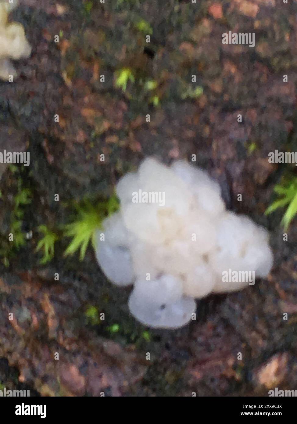 Crystal Brain Fungus (Myxarium nucleatum) Fungi Stock Photo - Alamy