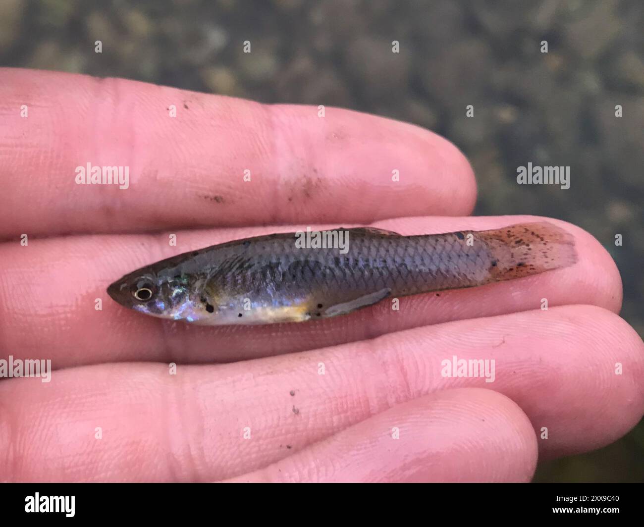 Western Mosquitofish (Gambusia affinis) Actinopterygii Stock Photo - Alamy