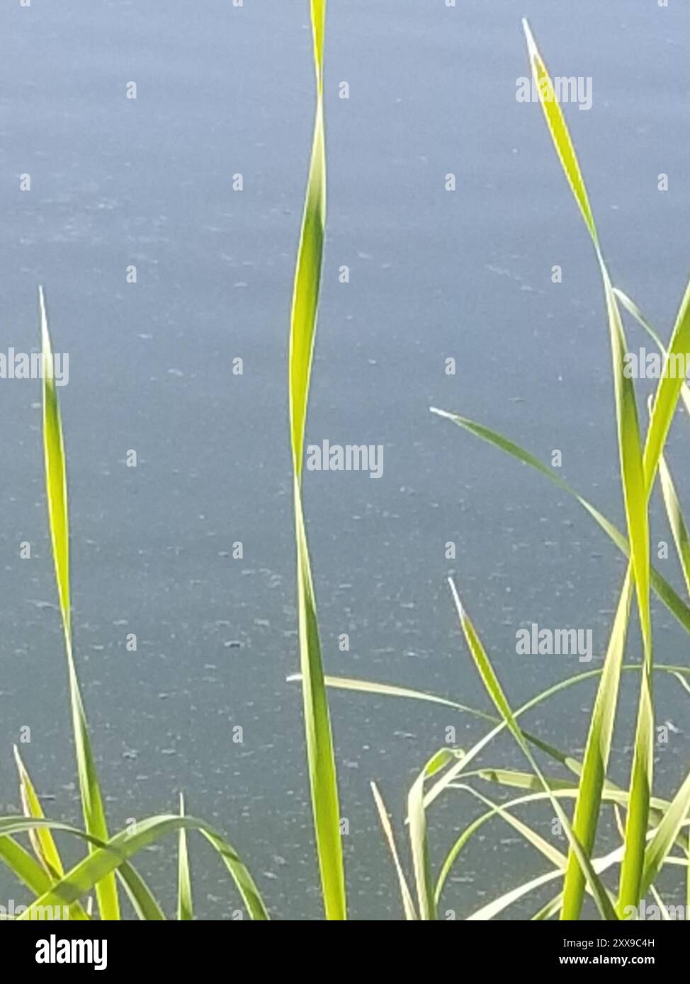 southern cattail (Typha domingensis) Plantae Stock Photo - Alamy