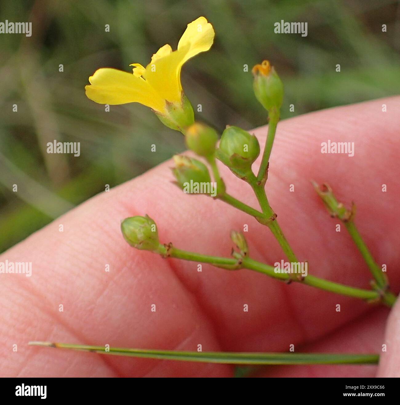 Wild Flax (Linum thunbergii) Plantae Stock Photo - Alamy