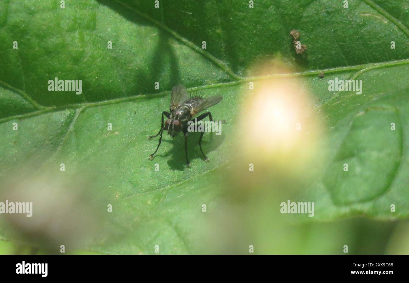 Bot Flies, Blow Flies, and Allies (Oestroidea) Insecta Stock Photo - Alamy