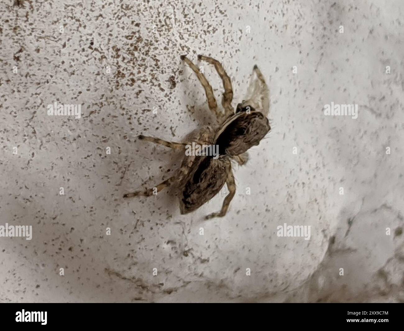 Wall Jumping Spiders (Menemerus) Arachnida Stock Photo - Alamy