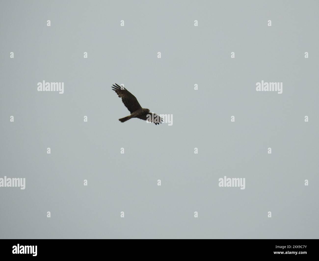 Swamp Harrier (Circus approximans) Aves Stock Photo - Alamy