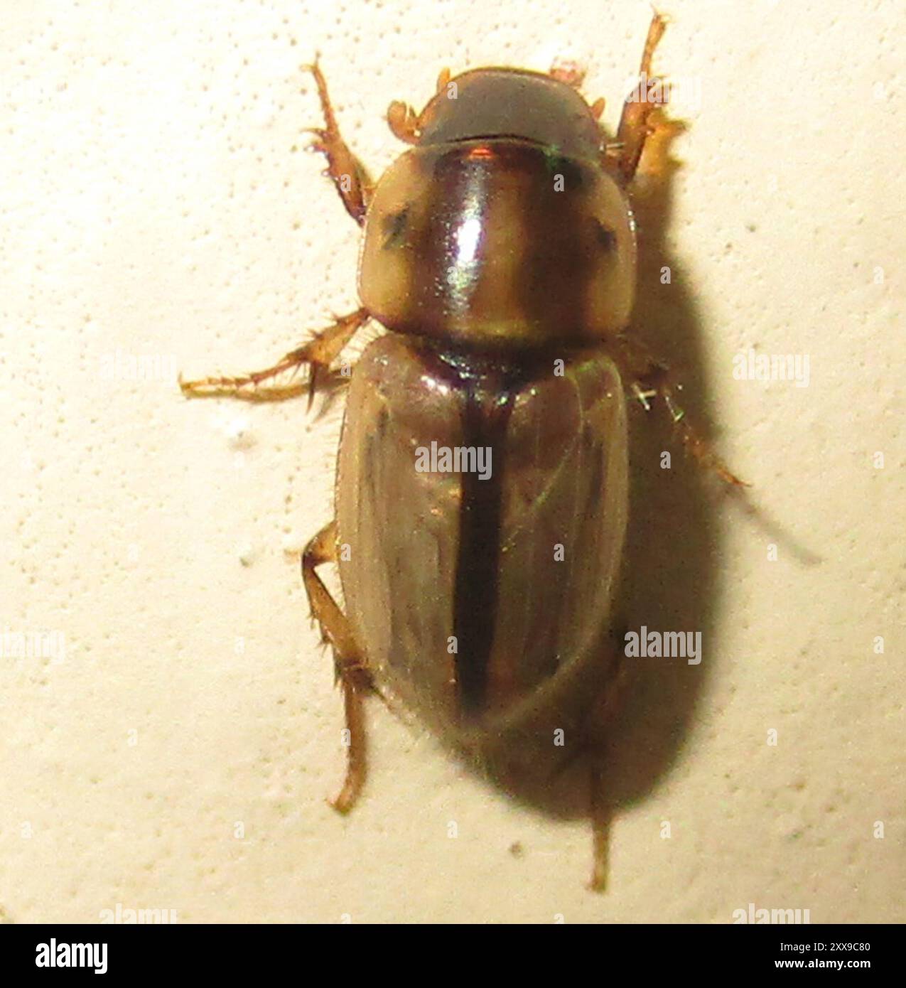 Small Dung Beetles (Aphodiinae) Insecta Stock Photo - Alamy
