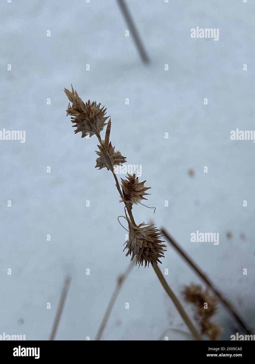 bur reed sedge (Carex sparganioides) Plantae Stock Photo - Alamy