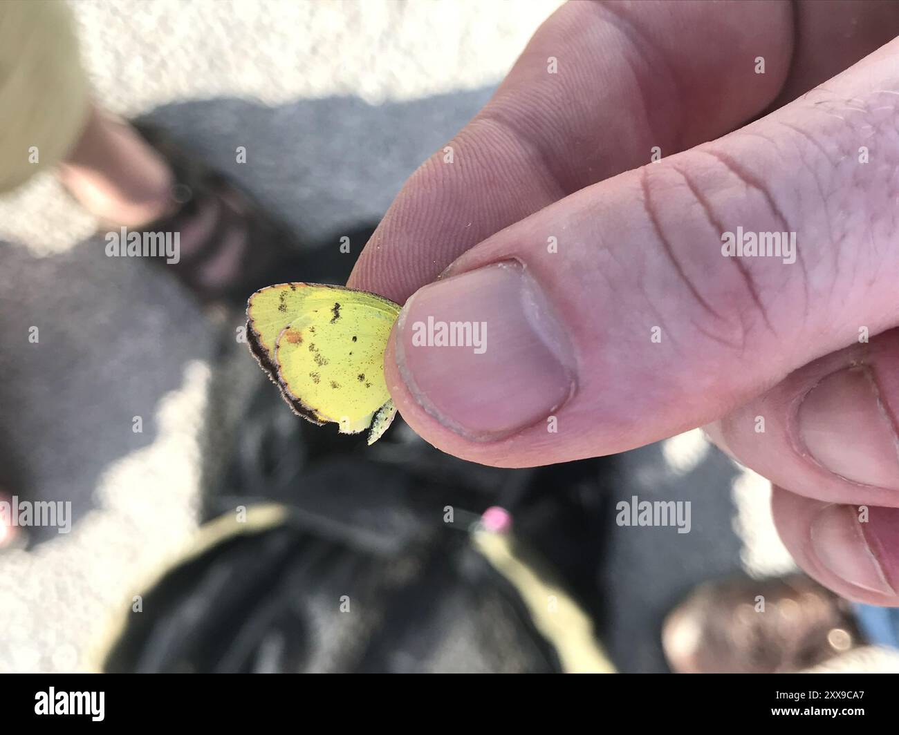 Little Yellow (Pyrisitia lisa) Insecta Stock Photo - Alamy