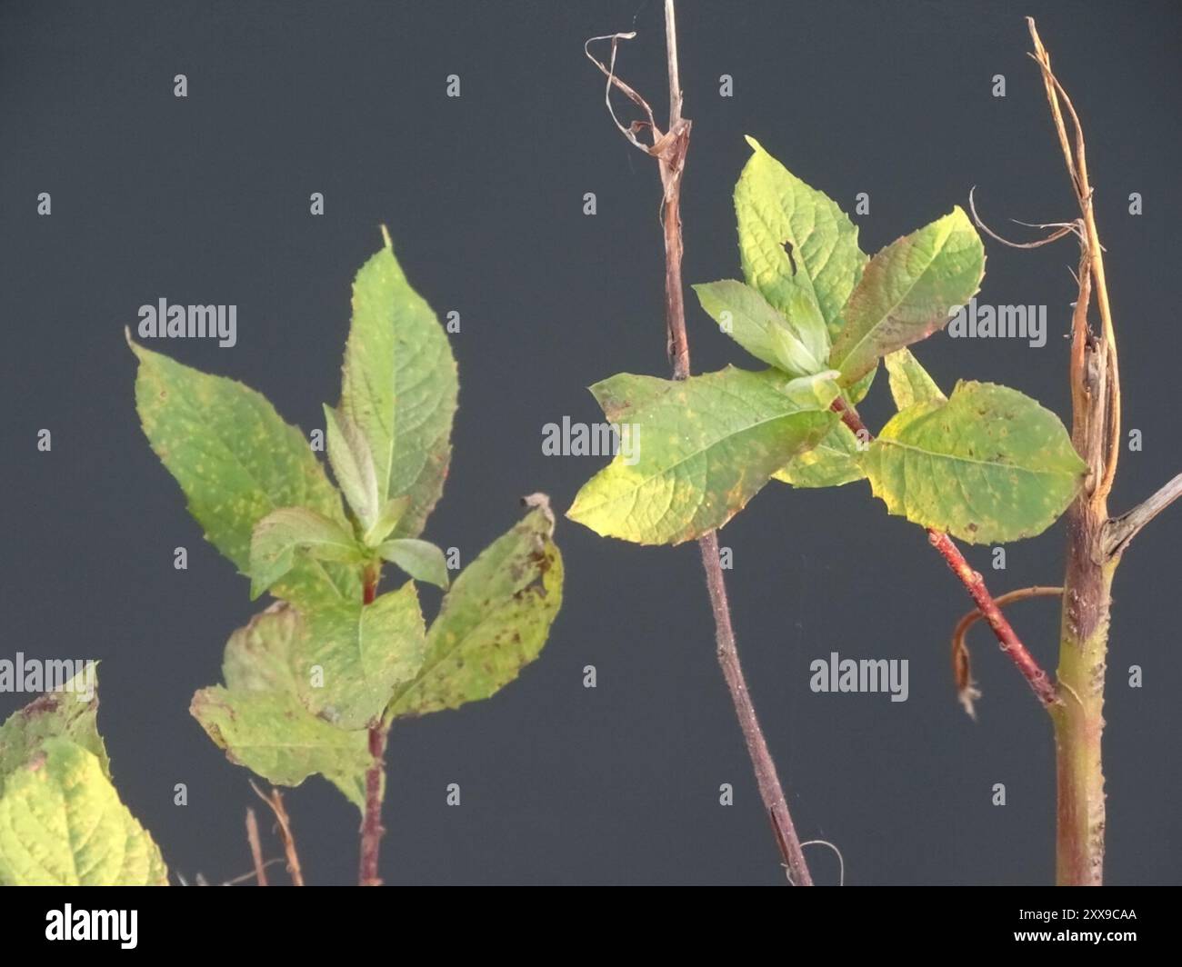 Willows (Salix) Plantae Stock Photo - Alamy
