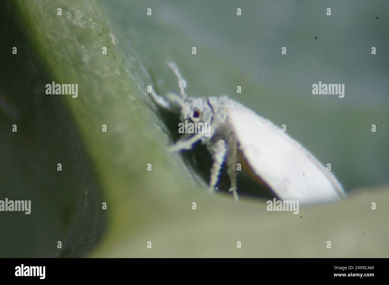 Cabbage Whitefly (Aleyrodes proletella) Insecta Stock Photo - Alamy