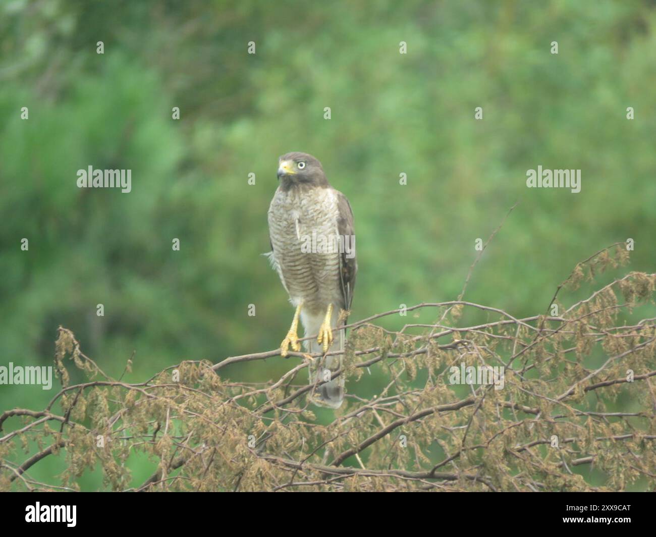 Roadside Hawk (Rupornis magnirostris) Aves Stock Photo - Alamy