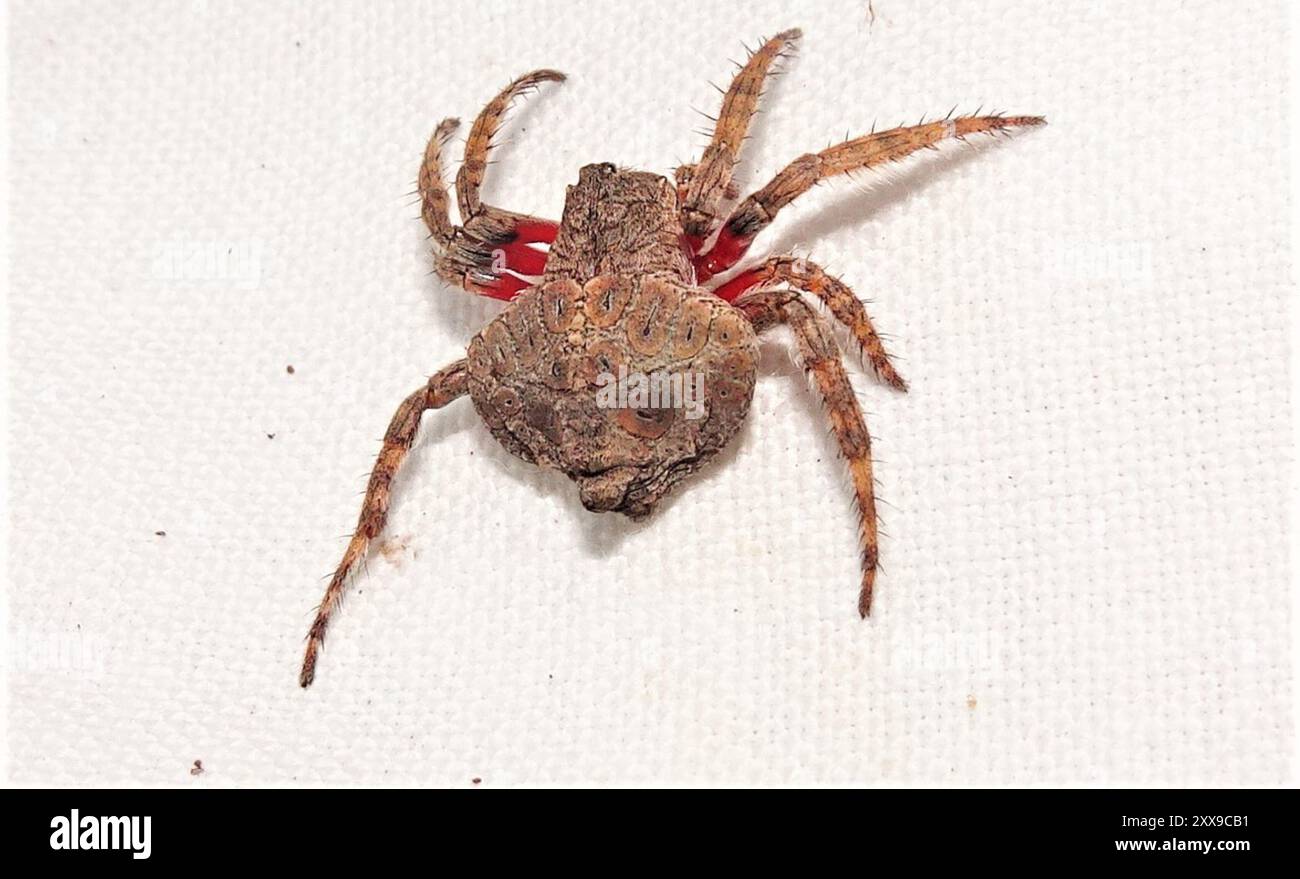 Wrap-around Spiders (Dolophones) Arachnida Stock Photo - Alamy