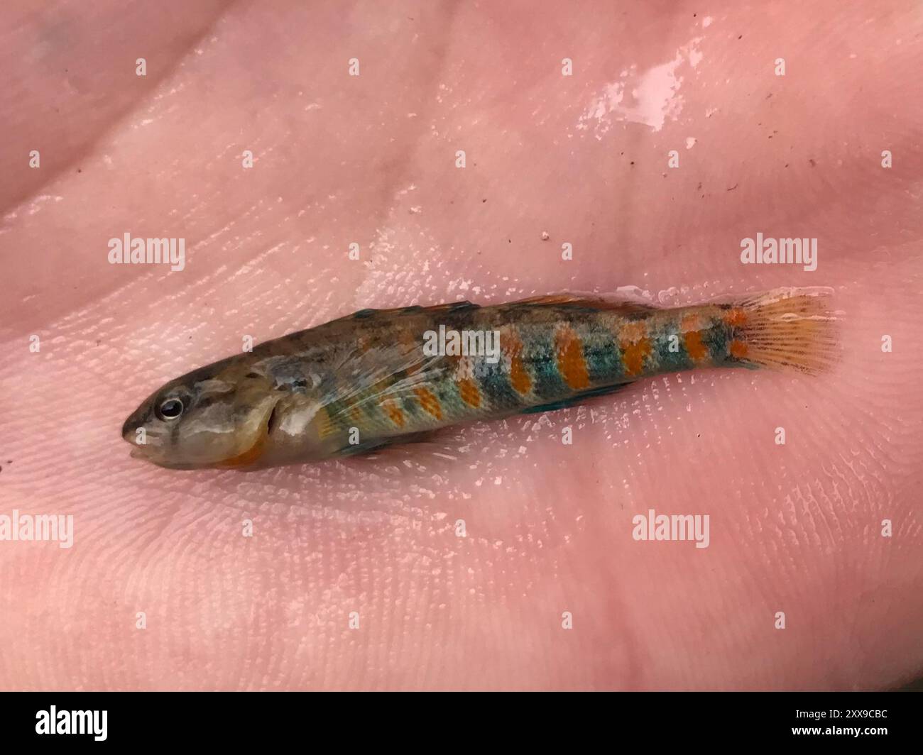 Orangethroat Darter (Etheostoma spectabile) Actinopterygii Stock Photo ...
