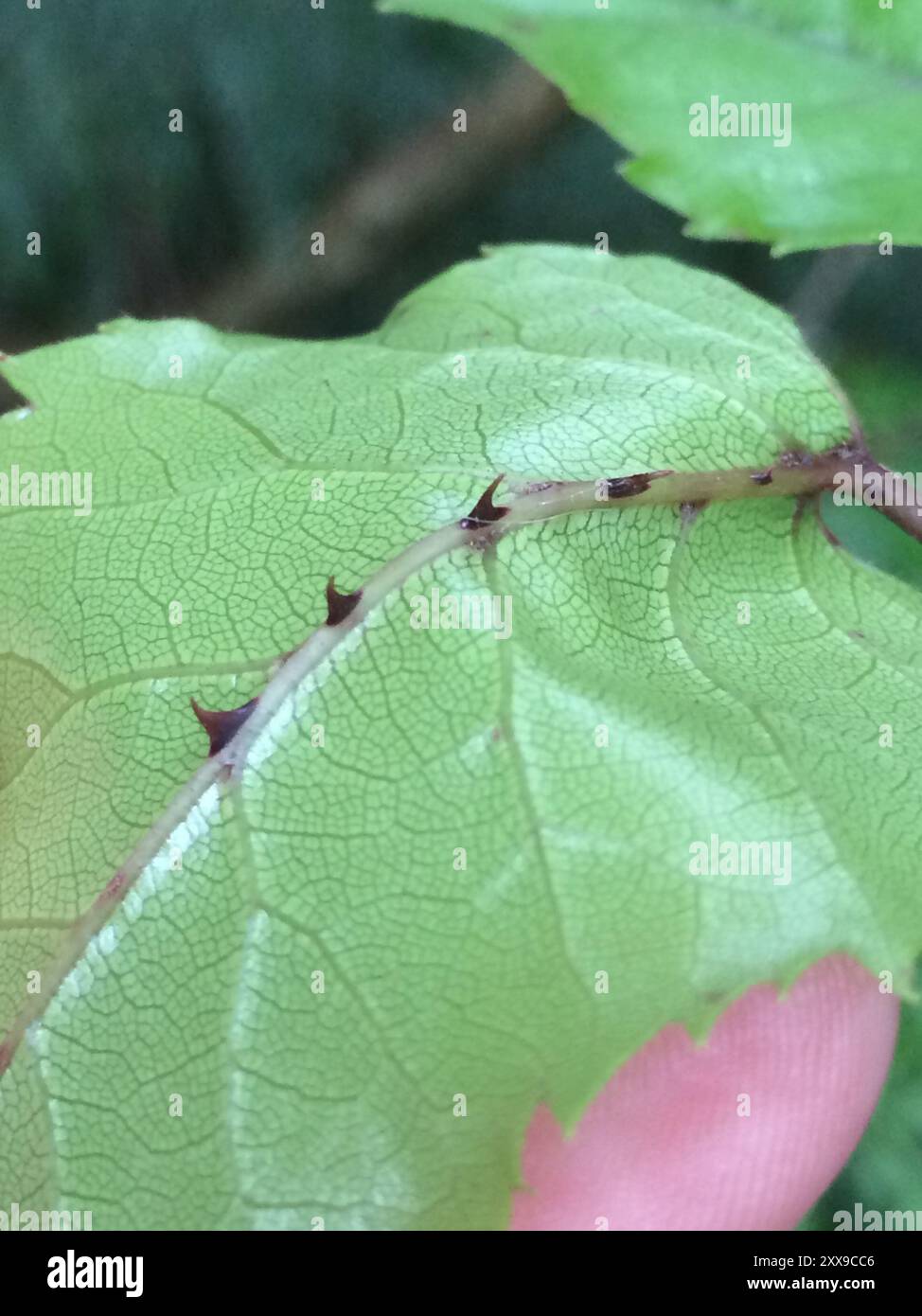 Bush lawyer (Rubus cissoides) Plantae Stock Photo - Alamy