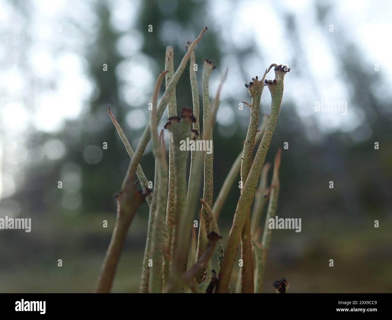 Smooth Horn Lichen (Cladonia gracilis) Fungi Stock Photo - Alamy