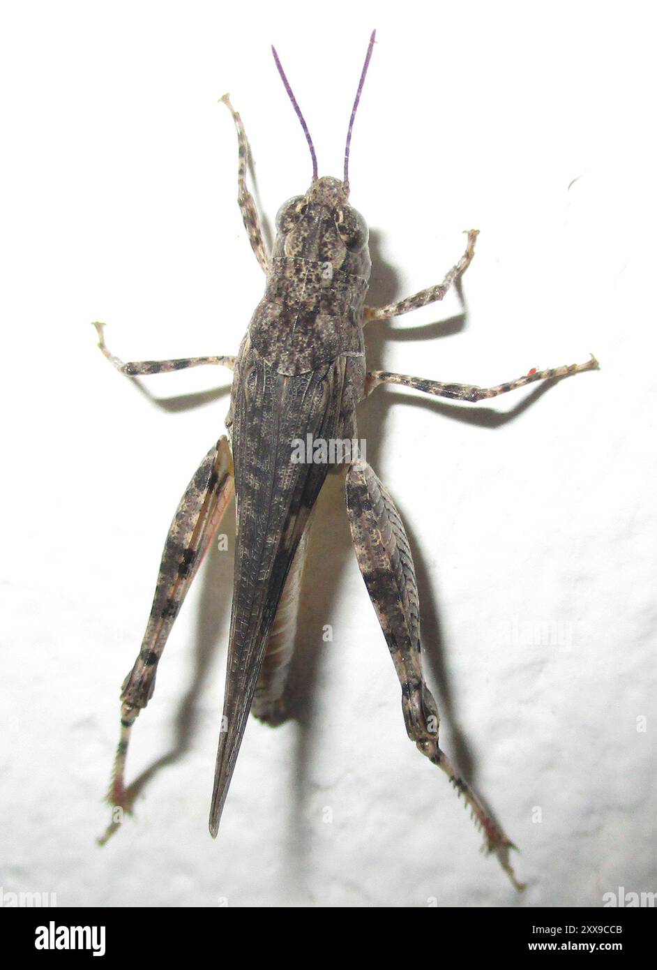 Short-horned Grasshoppers (Acrididae) Insecta Stock Photo - Alamy
