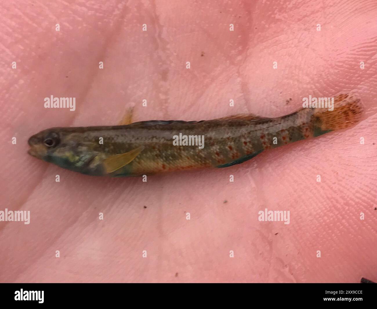 Greenthroat Darter (Etheostoma lepidum) Actinopterygii Stock Photo - Alamy
