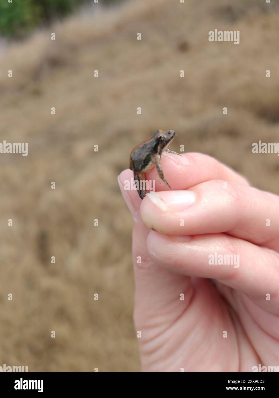 Southern Cricket Frog (Acris gryllus) Amphibia Stock Photo - Alamy