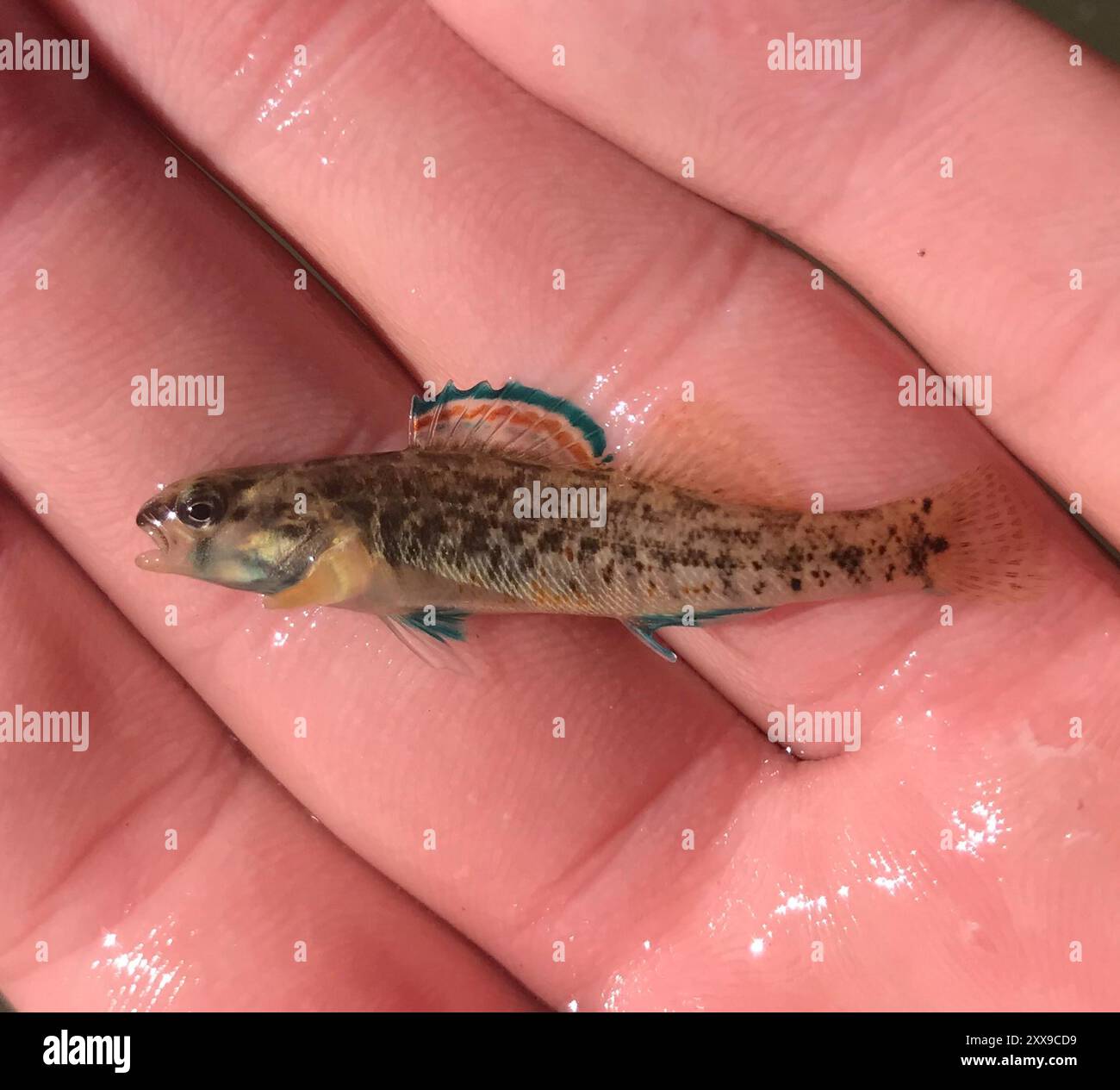 Greenthroat Darter (Etheostoma lepidum) Actinopterygii Stock Photo - Alamy