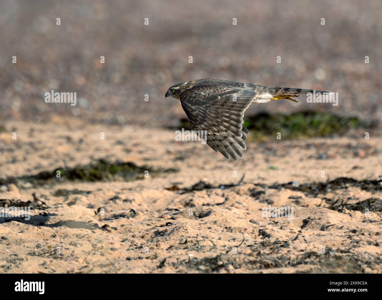 Sparrowhawk (Accipiter nisus) hunting low over a Scottish beach Stock ...