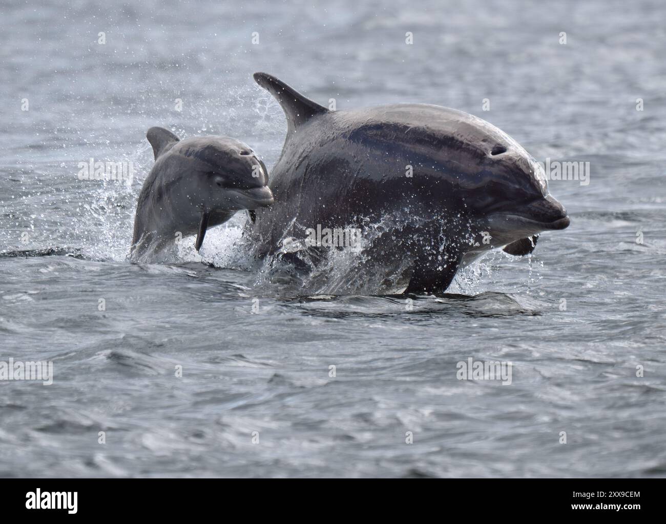 Bottlenose Dolphin (Tursiops truncatus)and calf breaching at Chanonry ...