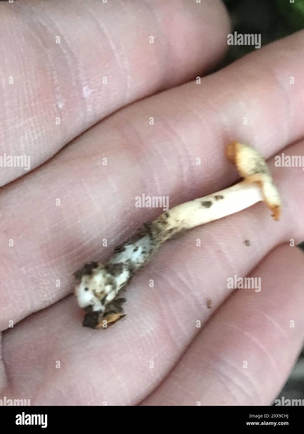 Fragrant Funnel (Clitocybe fragrans) Fungi Stock Photo - Alamy