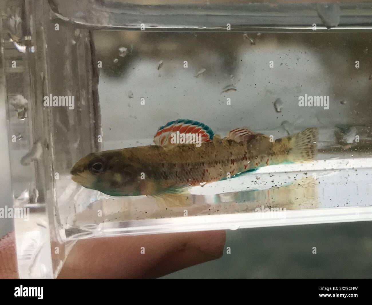 Greenthroat Darter (Etheostoma lepidum) Actinopterygii Stock Photo - Alamy