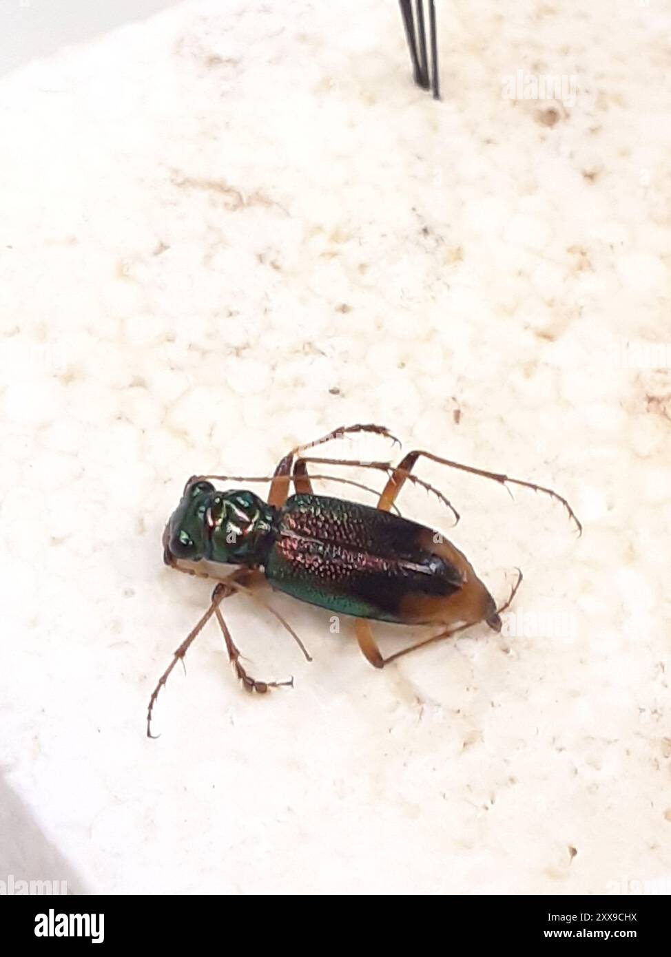 Carolina Metallic Tiger Beetle (Tetracha carolina) Insecta Stock Photo ...