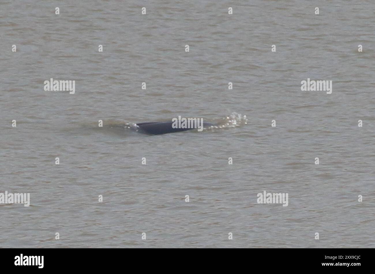 Yangtze Finless Porpoise (Neophocaena asiaeorientalis) Mammalia Stock ...