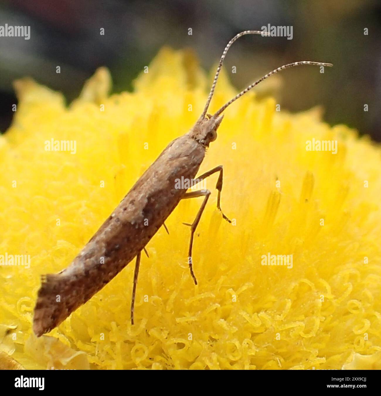 Diamondback Moth (Plutella xylostella) Insecta Stock Photo - Alamy