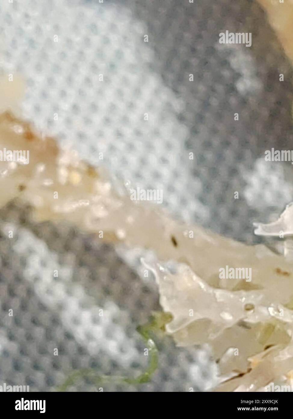 red algae (Rhodophyta) Plantae Stock Photo - Alamy