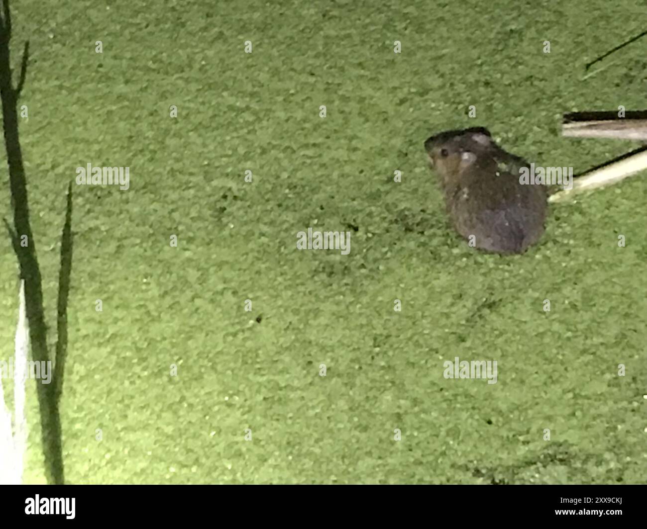 Rodents (Rodentia) Mammalia Stock Photo - Alamy