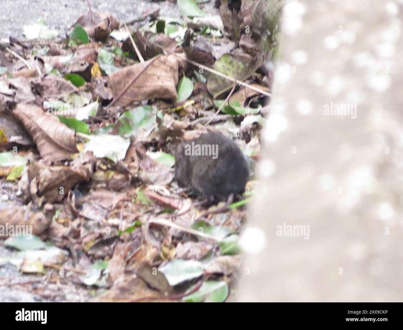 Hamsters, Voles, Lemmings, and Allies (Cricetidae) Mammalia Stock Photo ...