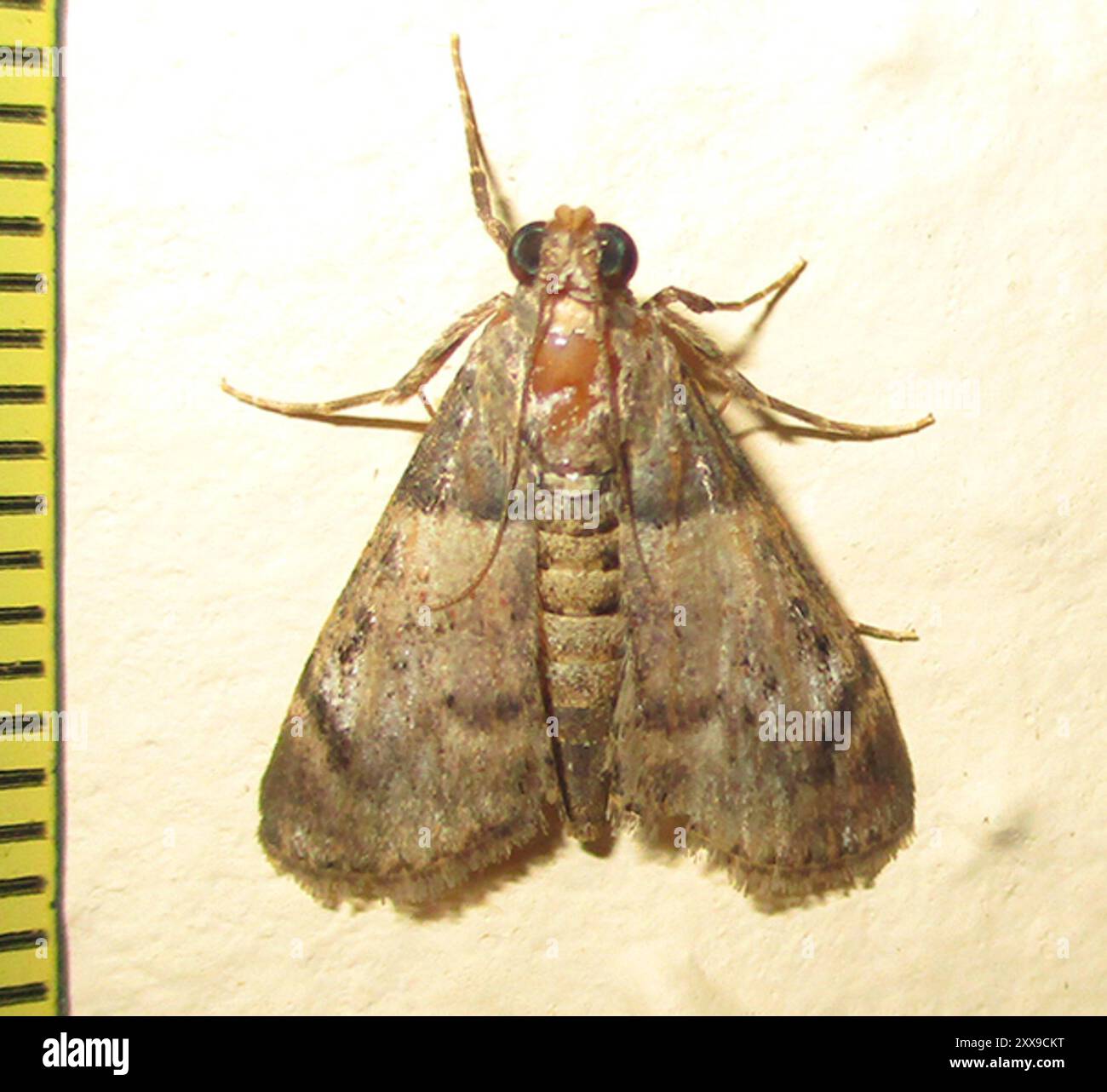 Butterflies and Moths (Lepidoptera) Insecta Stock Photo - Alamy