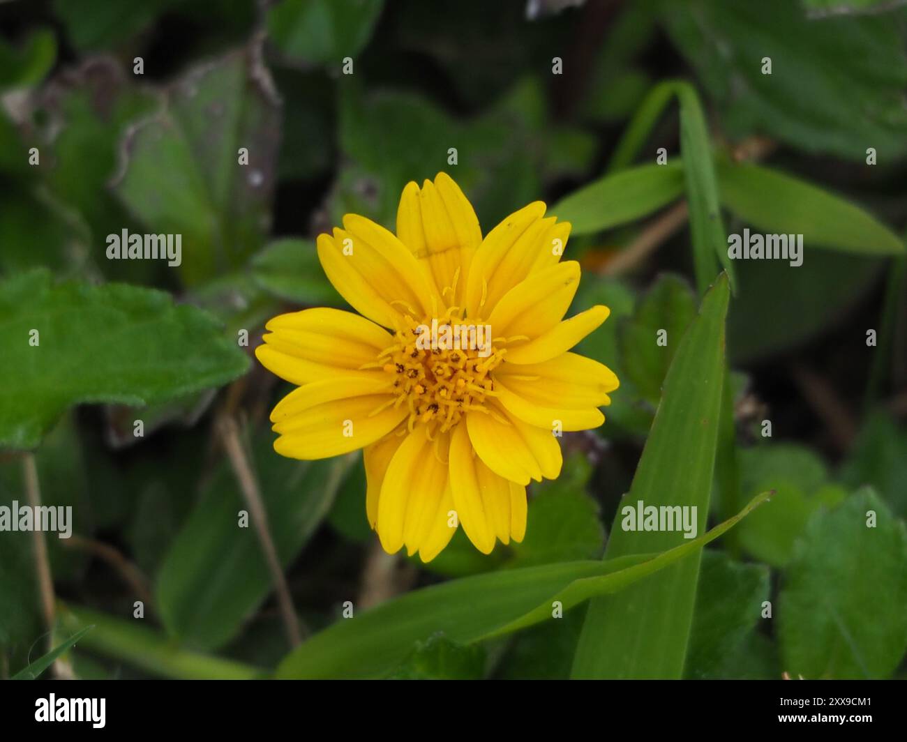 trailing daisy (Sphagneticola trilobata) Plantae Stock Photo - Alamy