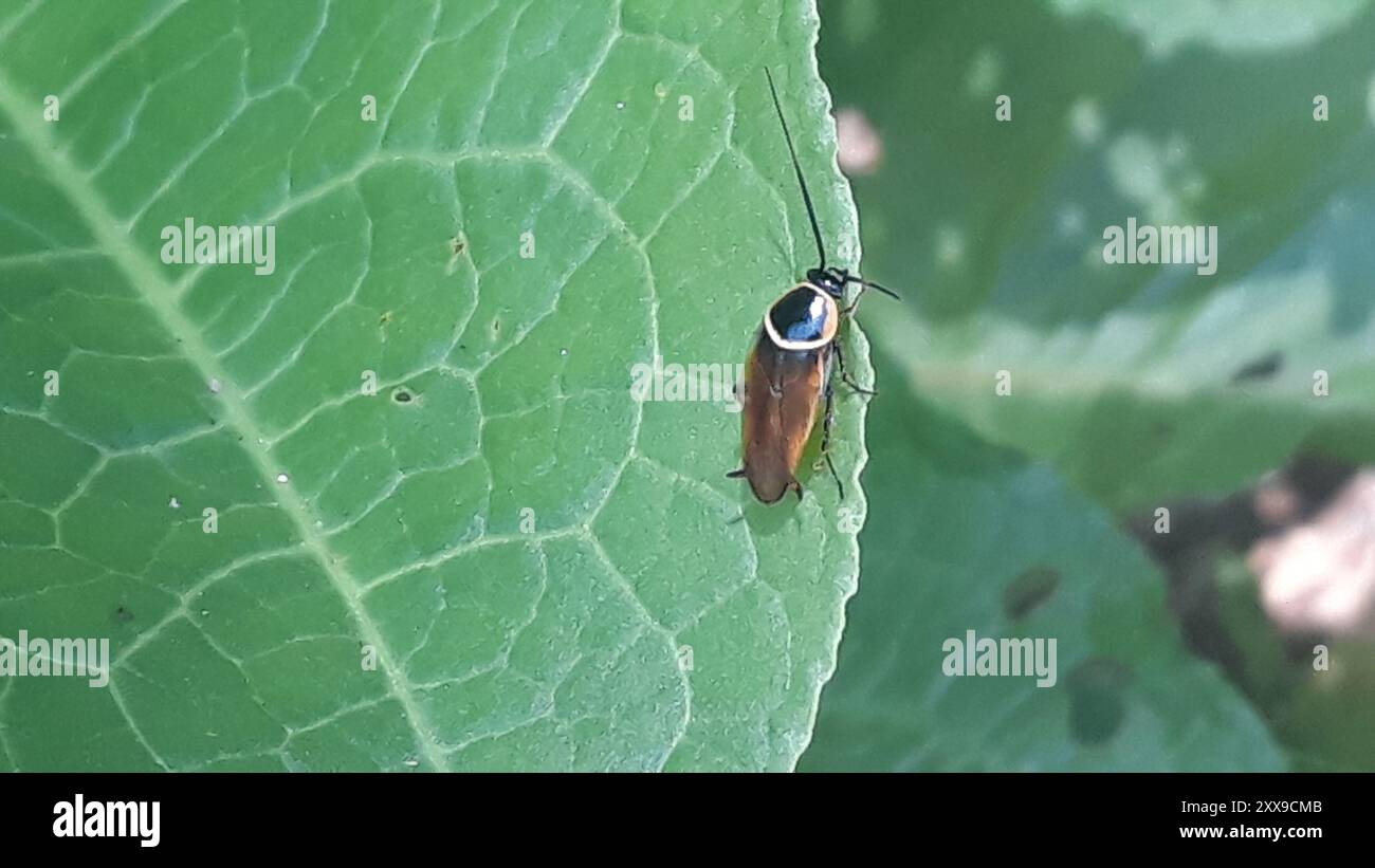 (Pseudomops neglectus) Insecta Stock Photo - Alamy