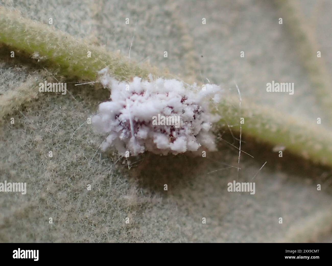 Giant Scale Insects (Monophlebidae) Insecta Stock Photo - Alamy