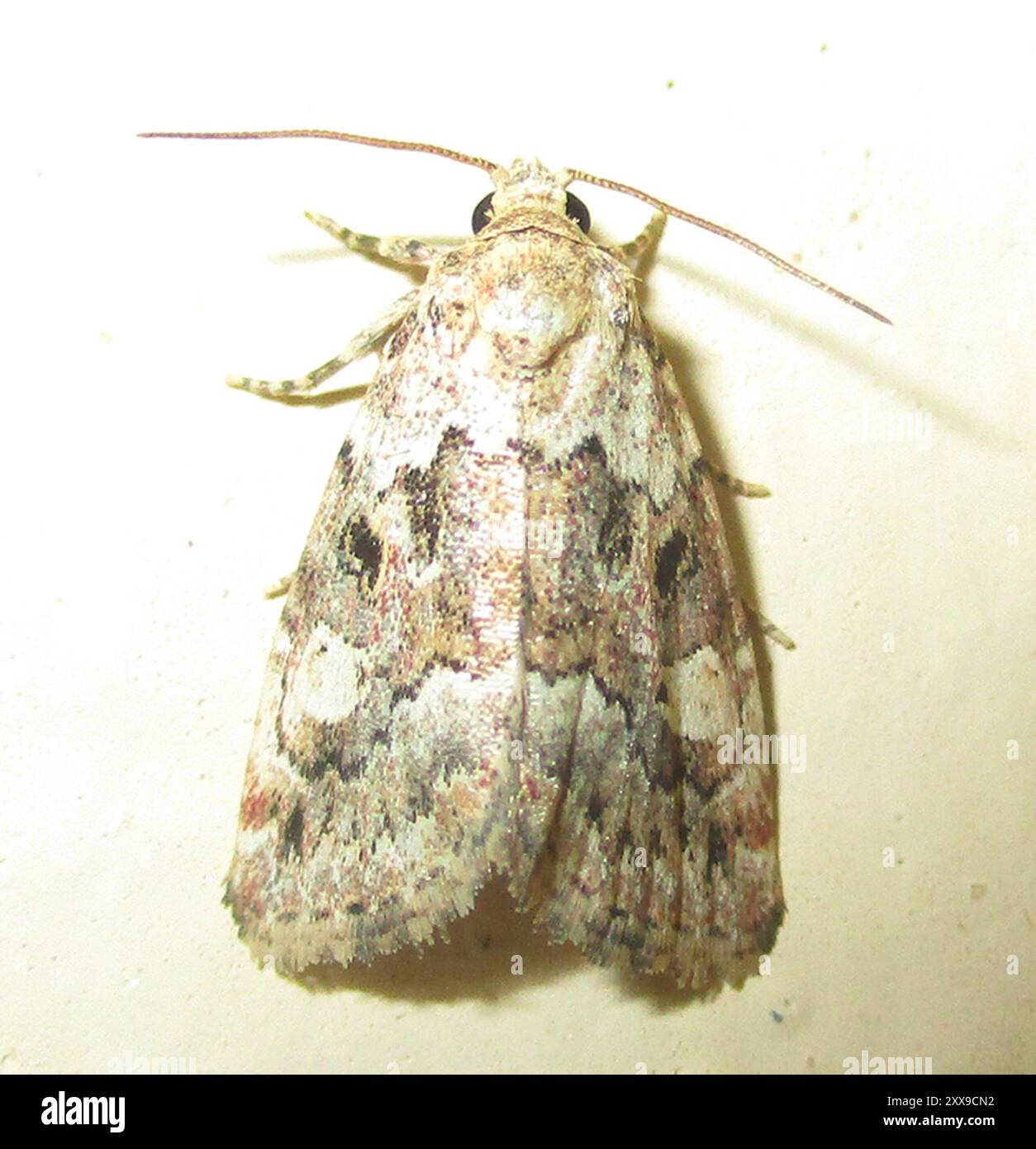 Owlet Moths and Allies (Noctuoidea) Insecta Stock Photo - Alamy