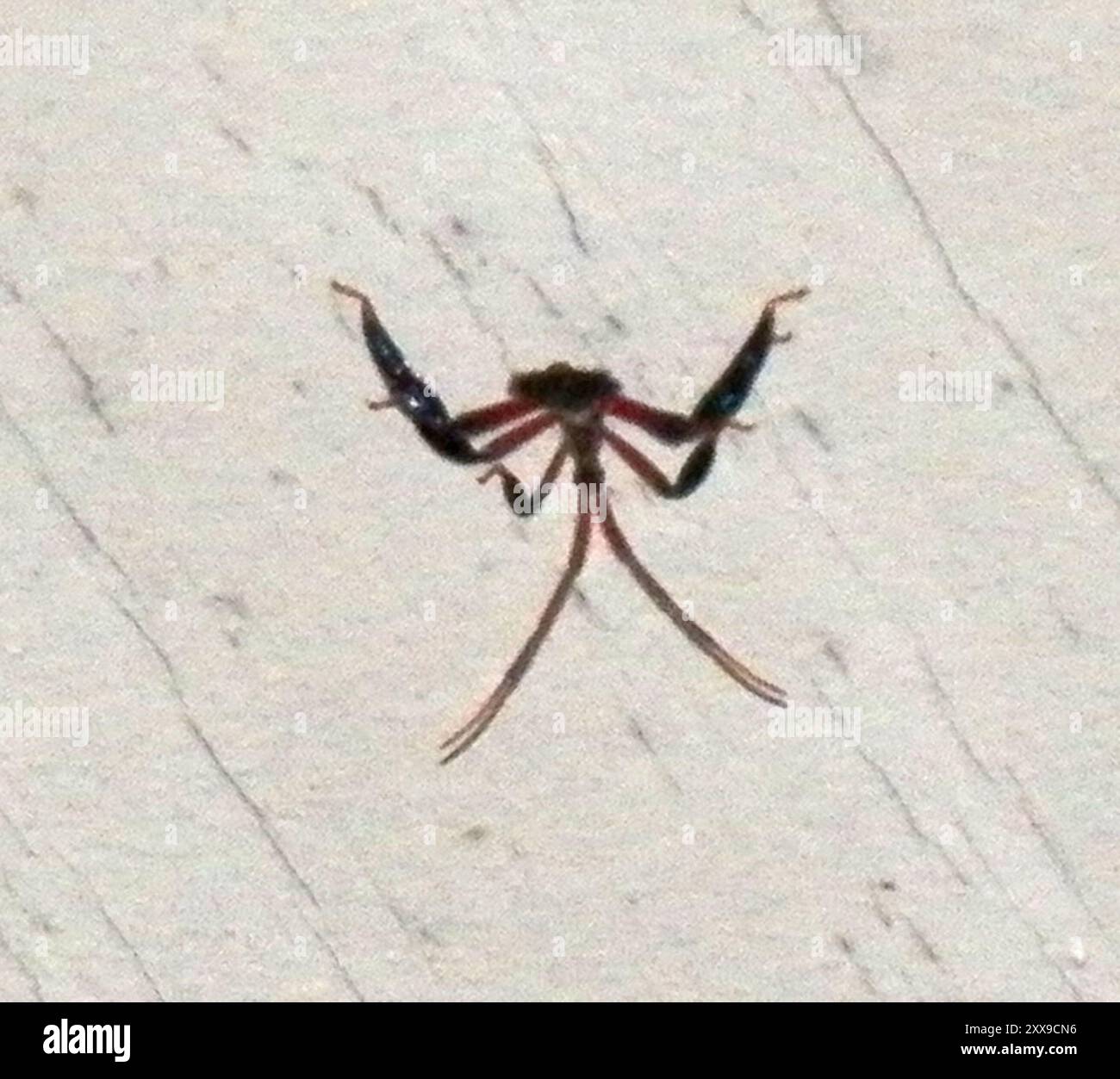 Spine-headed Bugs (Acanthocephala) Insecta Stock Photo - Alamy