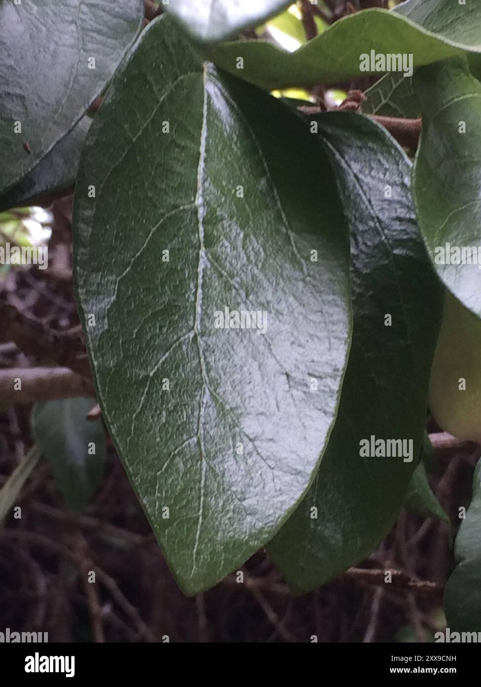 Climbing fig (Ficus pumila) Plantae Stock Photo - Alamy