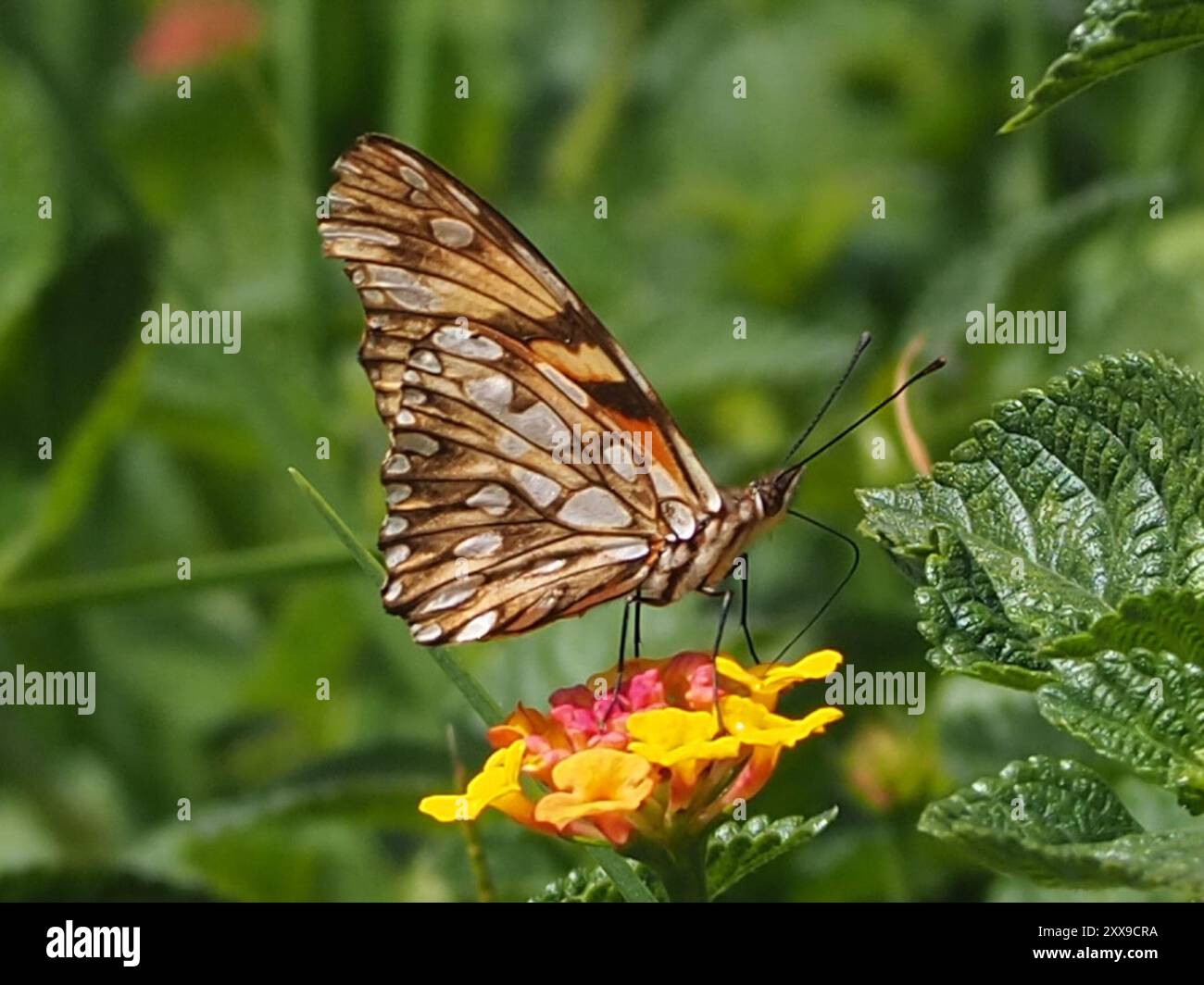 Juno Silverspot (Dione juno) Insecta Stock Photo - Alamy