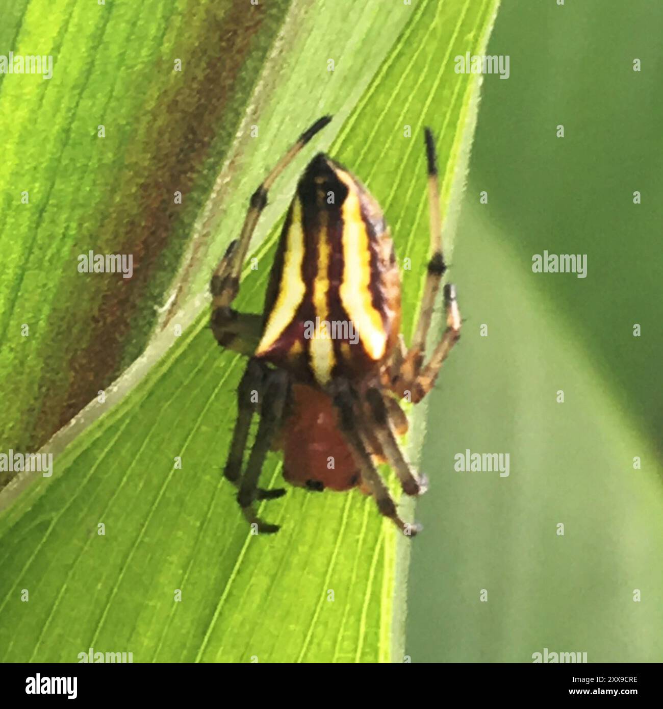 Alpaida bicornuta hi-res stock photography and images - Alamy