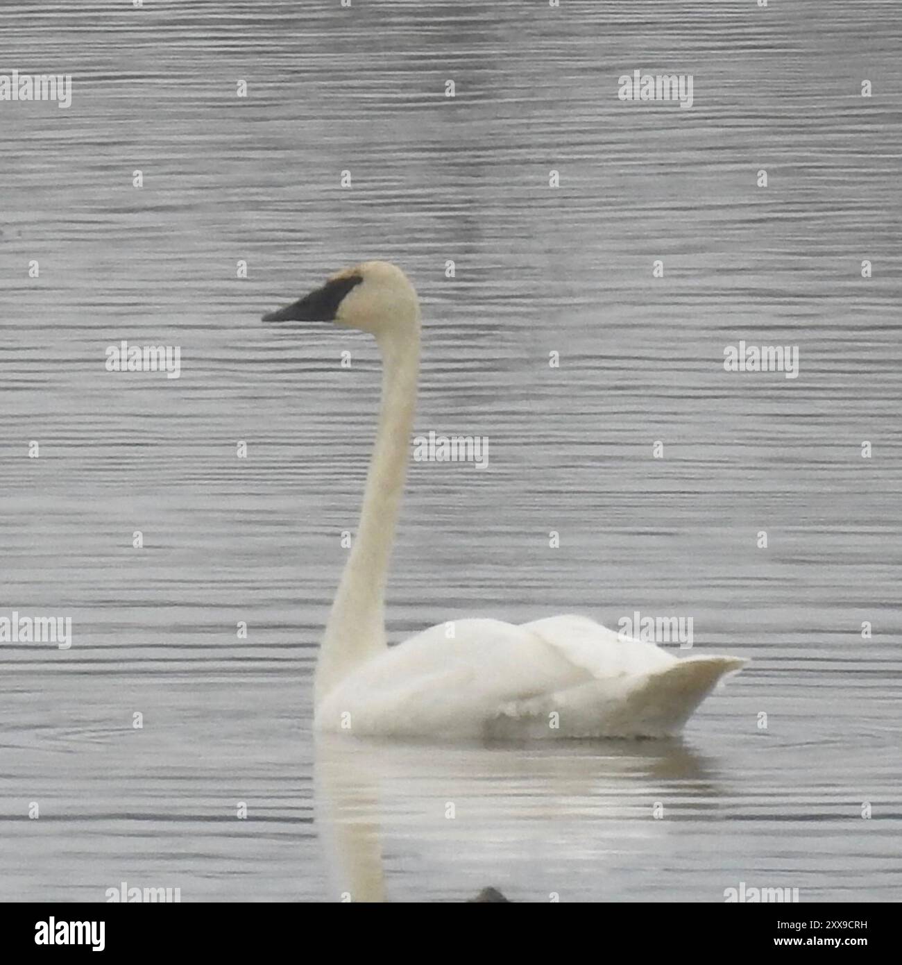 Trumpeter Swan (Cygnus buccinator) Aves Stock Photo - Alamy