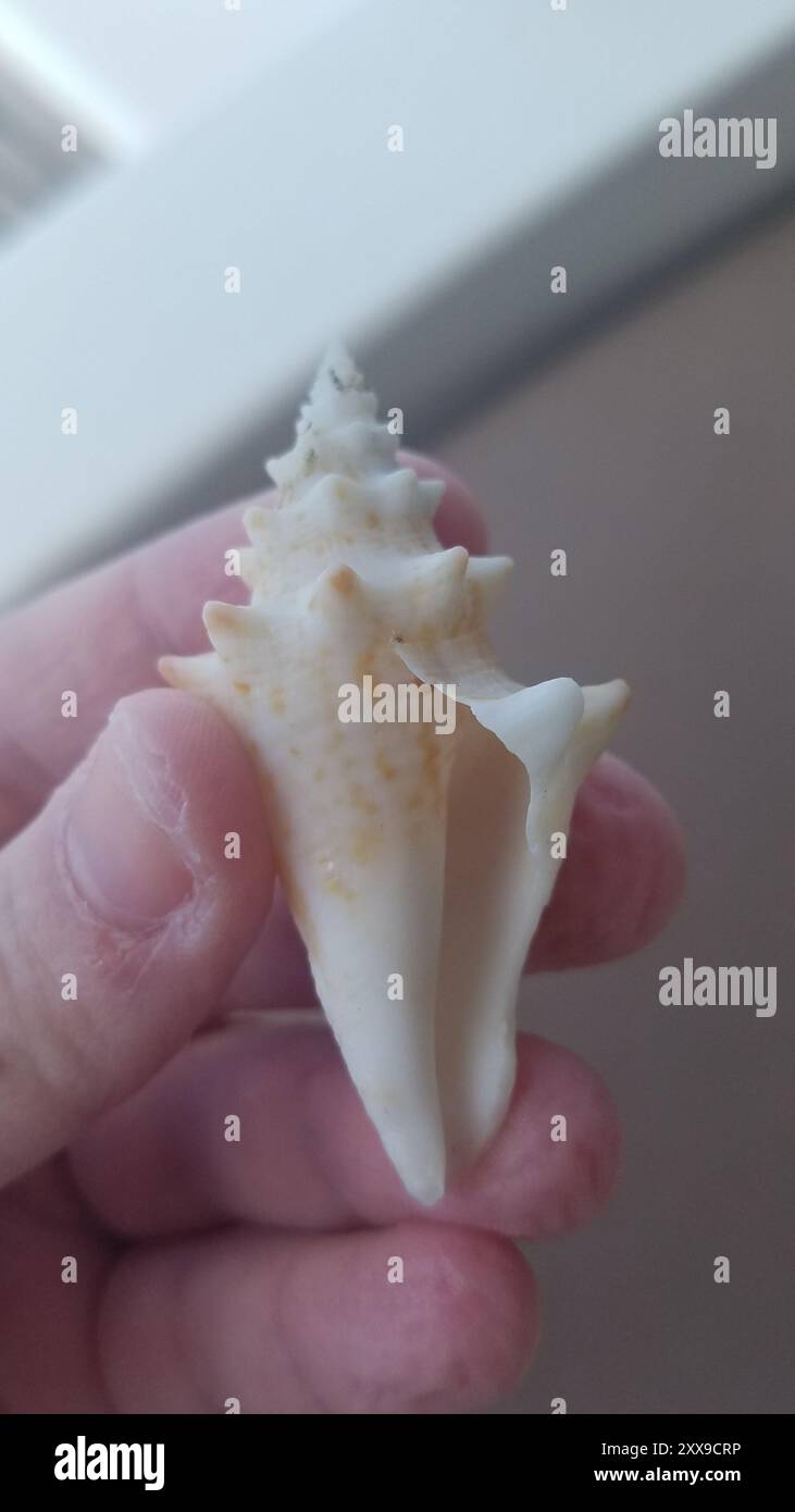 Queen Conch (Aliger gigas) Mollusca Stock Photo - Alamy