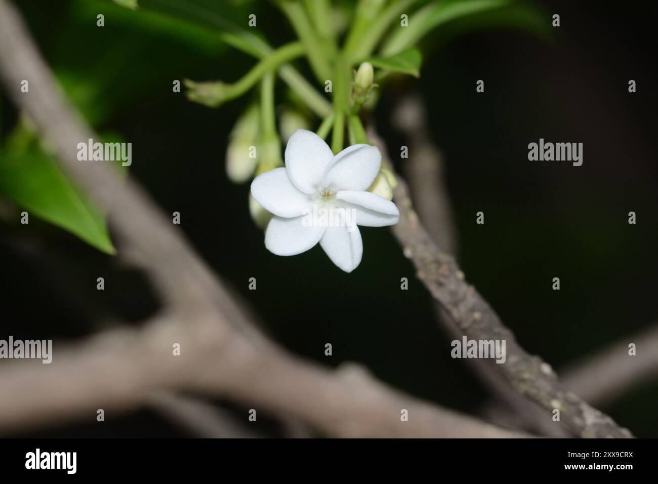 dogbane family (Apocynaceae) Plantae Stock Photo - Alamy