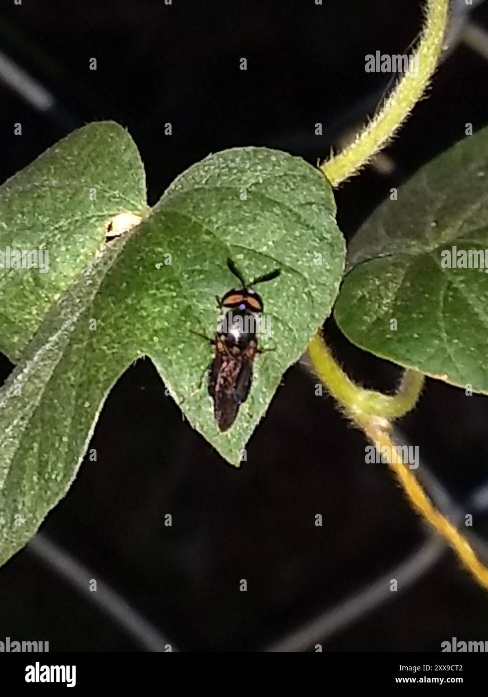 Soldier Flies (Stratiomyidae) Insecta Stock Photo - Alamy