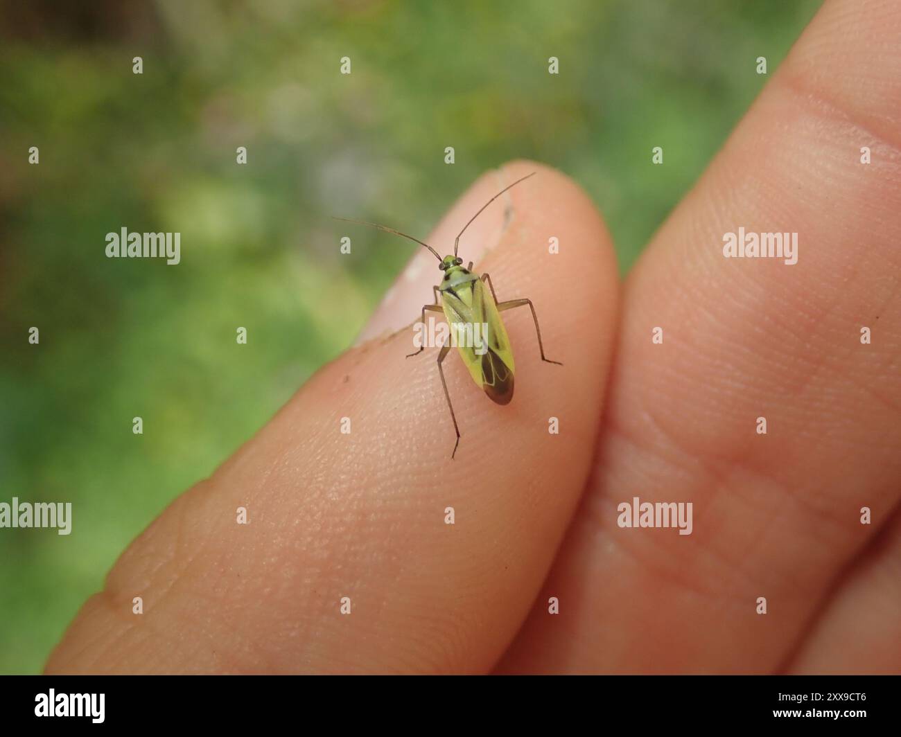 Two-spotted Grass Bug (Stenotus binotatus) Insecta Stock Photo - Alamy